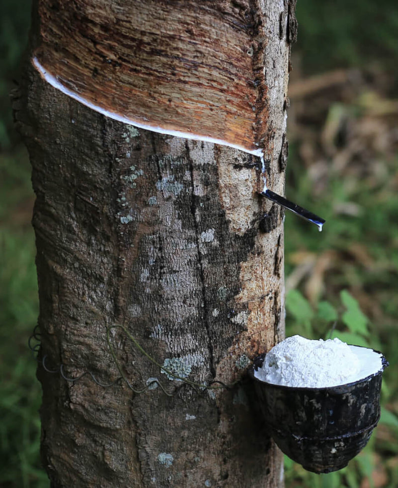 Natural Latex + Wool